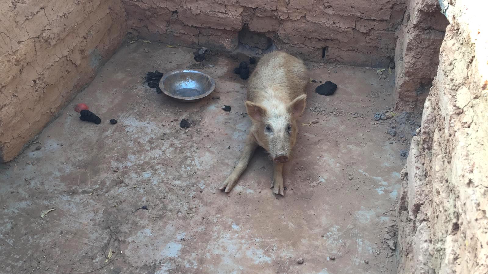 Madame est installée – Rouko et Mont-Saint-Aignan, un jumelage vivant